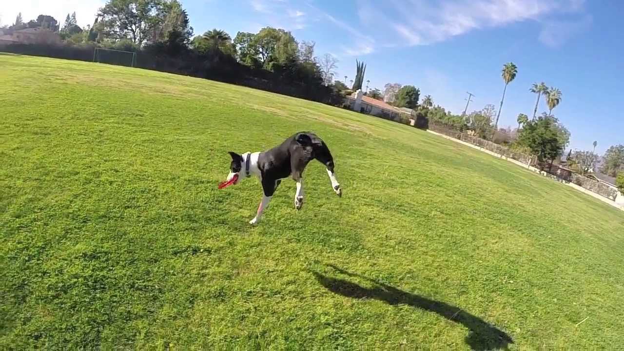 The Sky High Flying Canines - YouTube