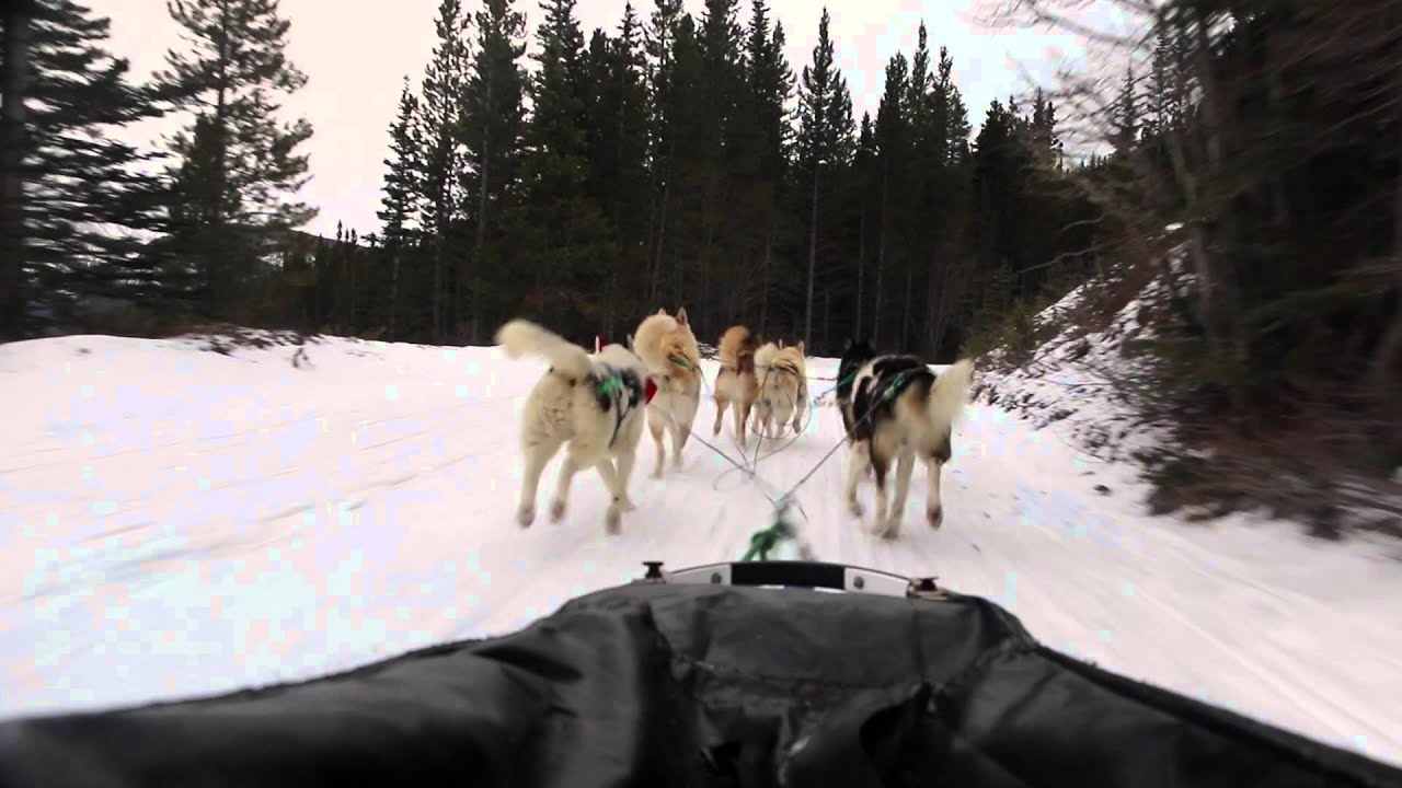 Dog Sledding in Banff National Park - YouTube