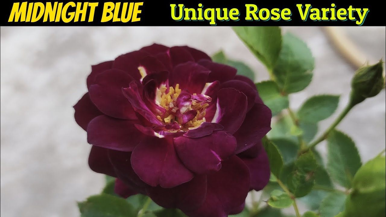 Midnight blue Rose, Purple colour Rose Flower plant - YouTube