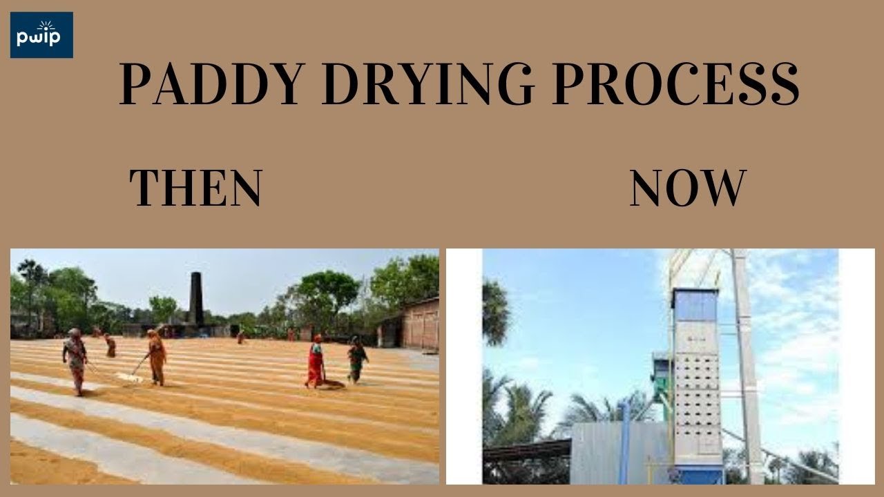 Paddy Drying Process - Then and Now - YouTube