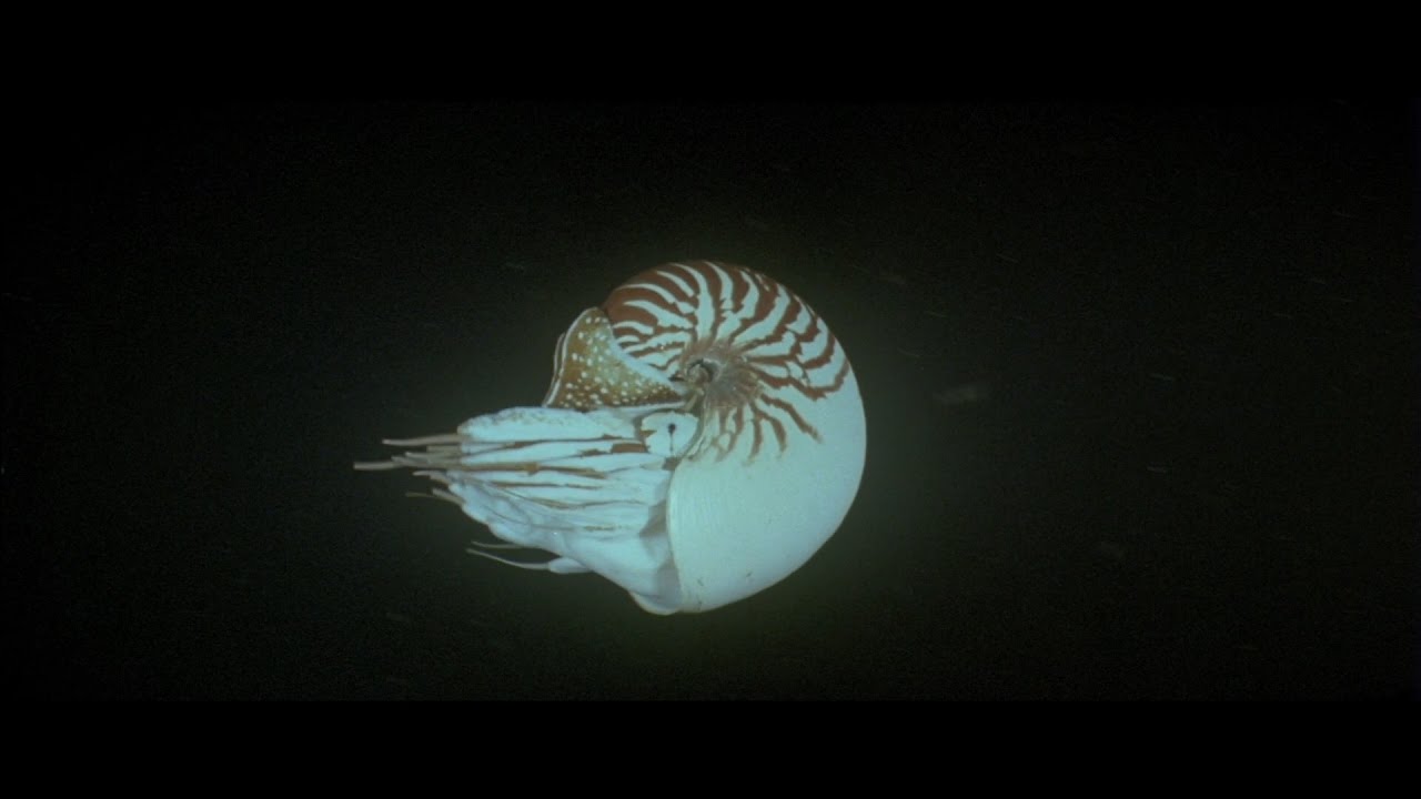 Atlantis 1991 1080p BDRip x264 GP - YouTube