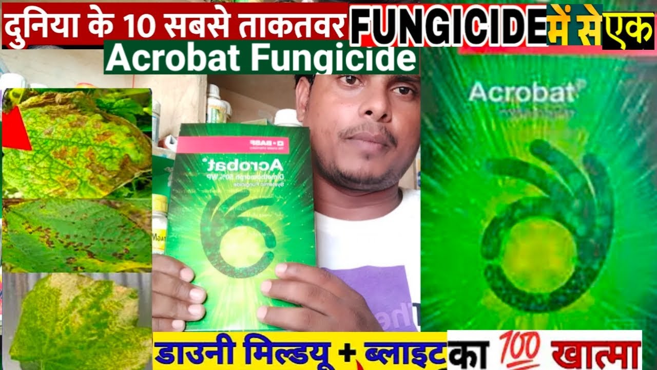 Acrobat Fungicide| Acrobat Fungicide Dimethomorph 50% wp|Acrobat ...
