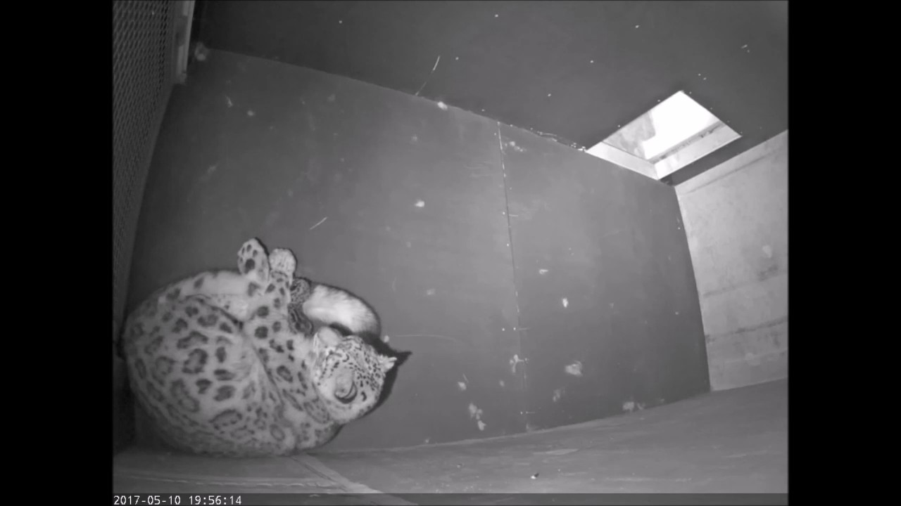 Lumeleopard Deli poegimine 9 05 2017 - YouTube