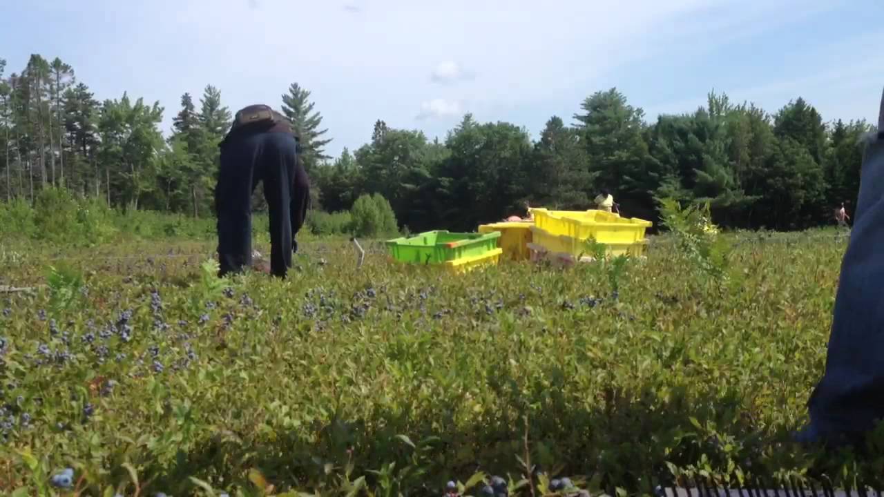 Raking blueberries in Maine - YouTube