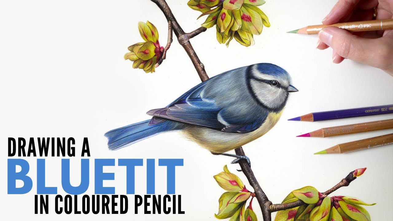 Drawing a Bluetit British Bird in Colored Pencil | Realistic Drawing ...