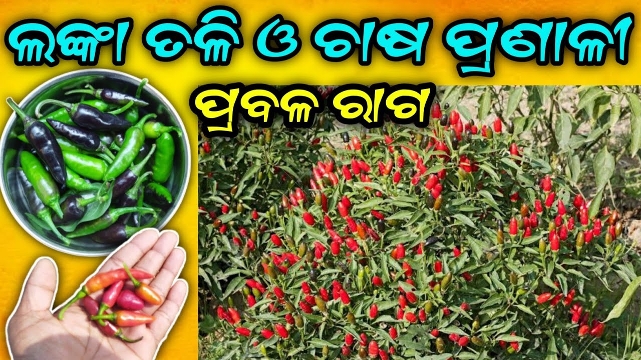 chilli cultivation || How to cultivate mirchi - YouTube