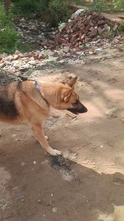 mgarman safet #dog vs pitbull #doglover - YouTube