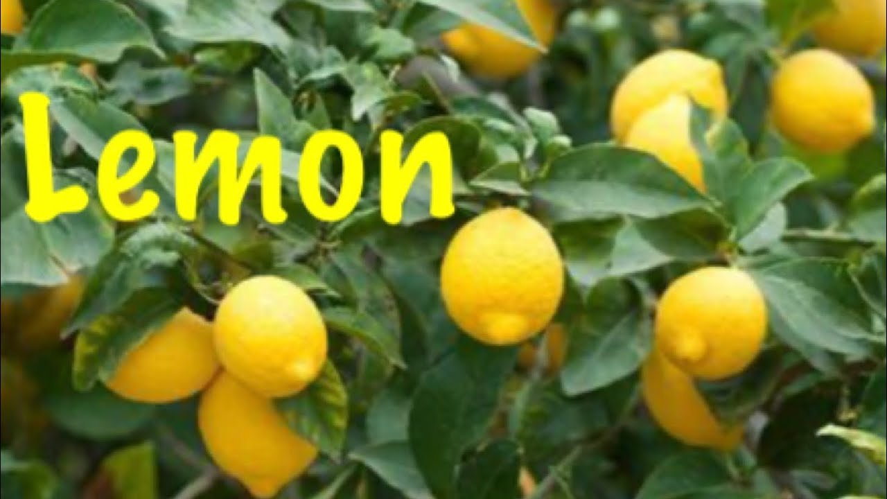 Best 7 Tips To Grow Lots Of Lemon In Container/How To Grow Lemon Plant ...