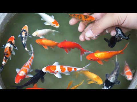 Great catching beautiful fish - YouTube