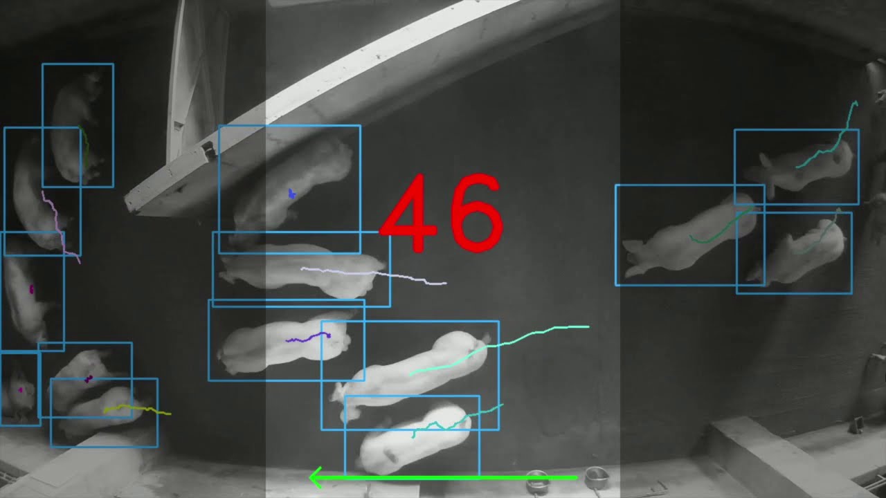 smaRt Counting - Automated pig-counting system | Système de comptage ...