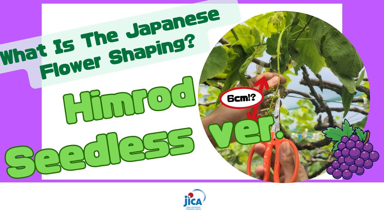 What Is The Japanese Flower Shaping? Himrod Seedless ver. - YouTube