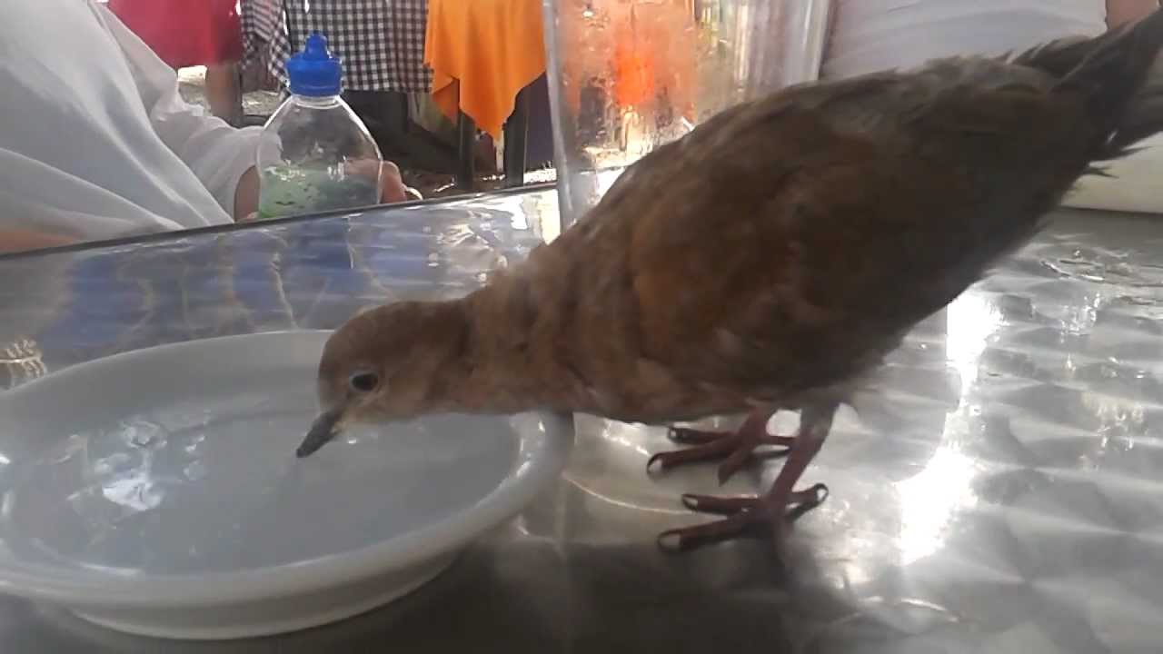 Thirsty Spanish dove - Amazingly tame. - YouTube