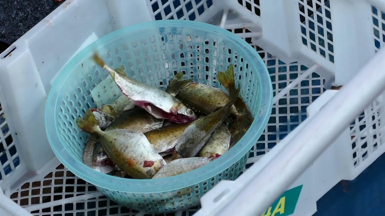 Poisson coupé au marché de fruits de mer de Sai Kung Hong Kong - YouTube