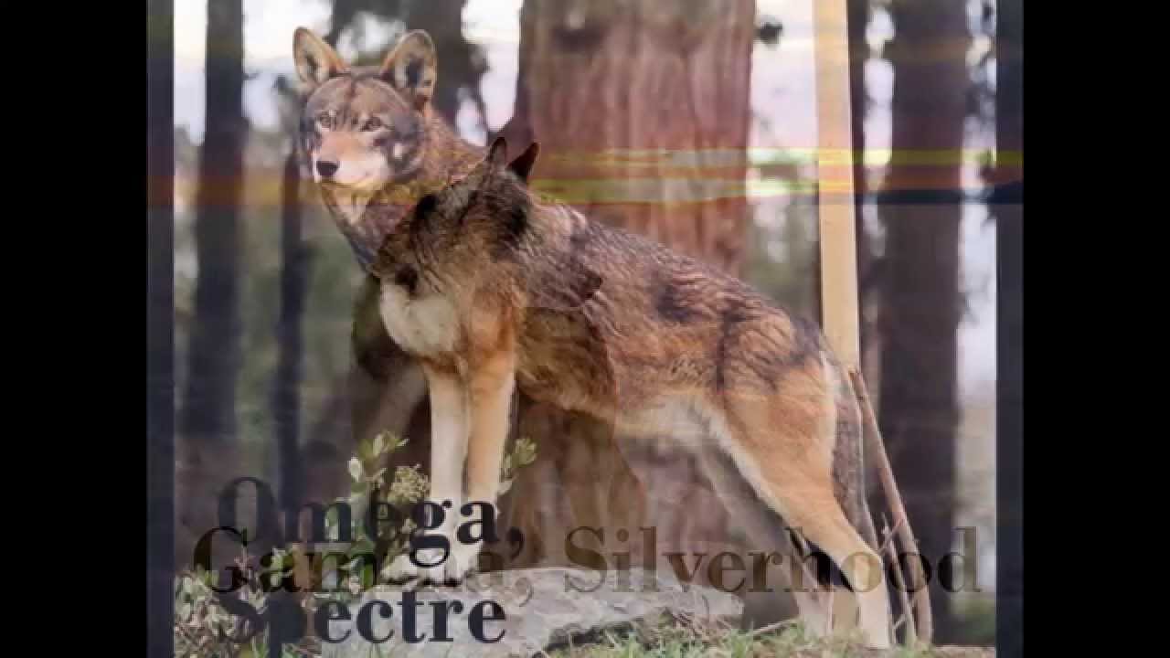 Crescent Light Therian wolf Pack - YouTube