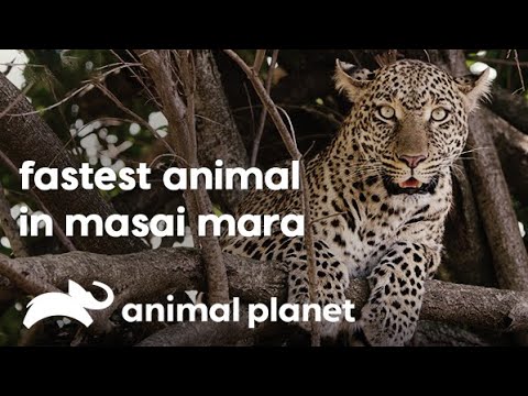 Leopard: The sharpest animal of Masai Mara | Animal Planet India - YouTube