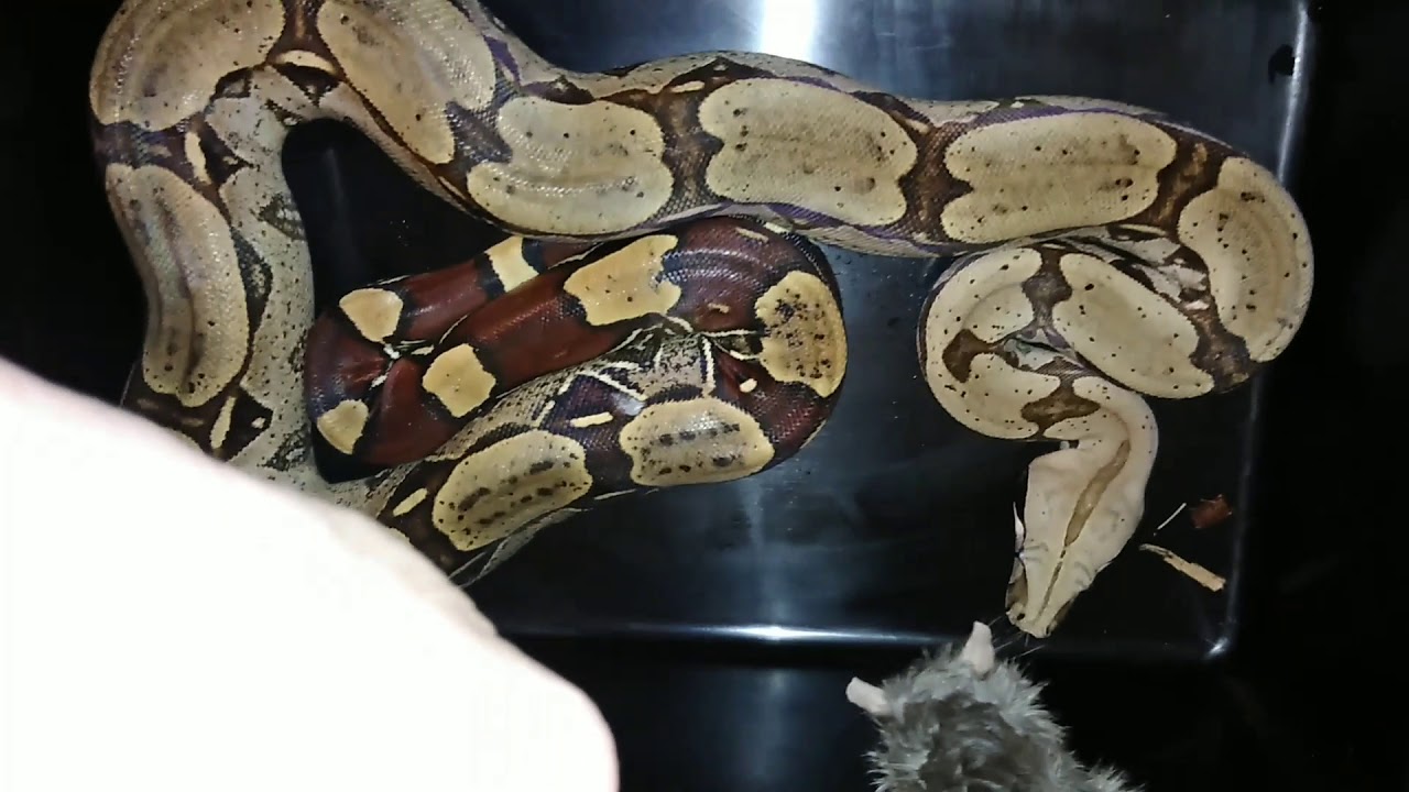 Suriname boa constrictor striking rat - YouTube