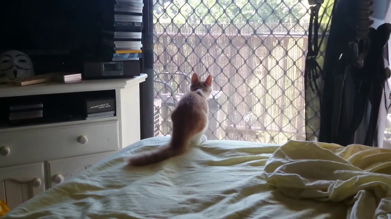 Kitten fail - YouTube