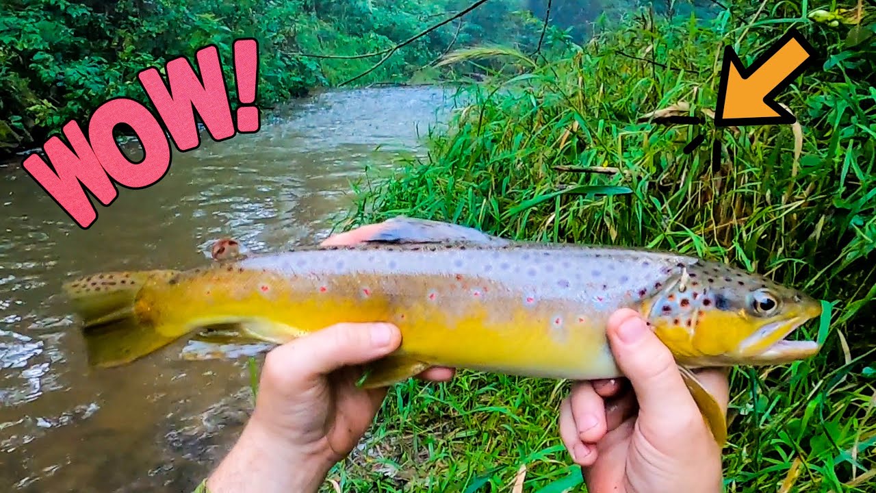 Trout Fishing in Wisconsin at Arkansaw Creek - Pepin County - YouTube