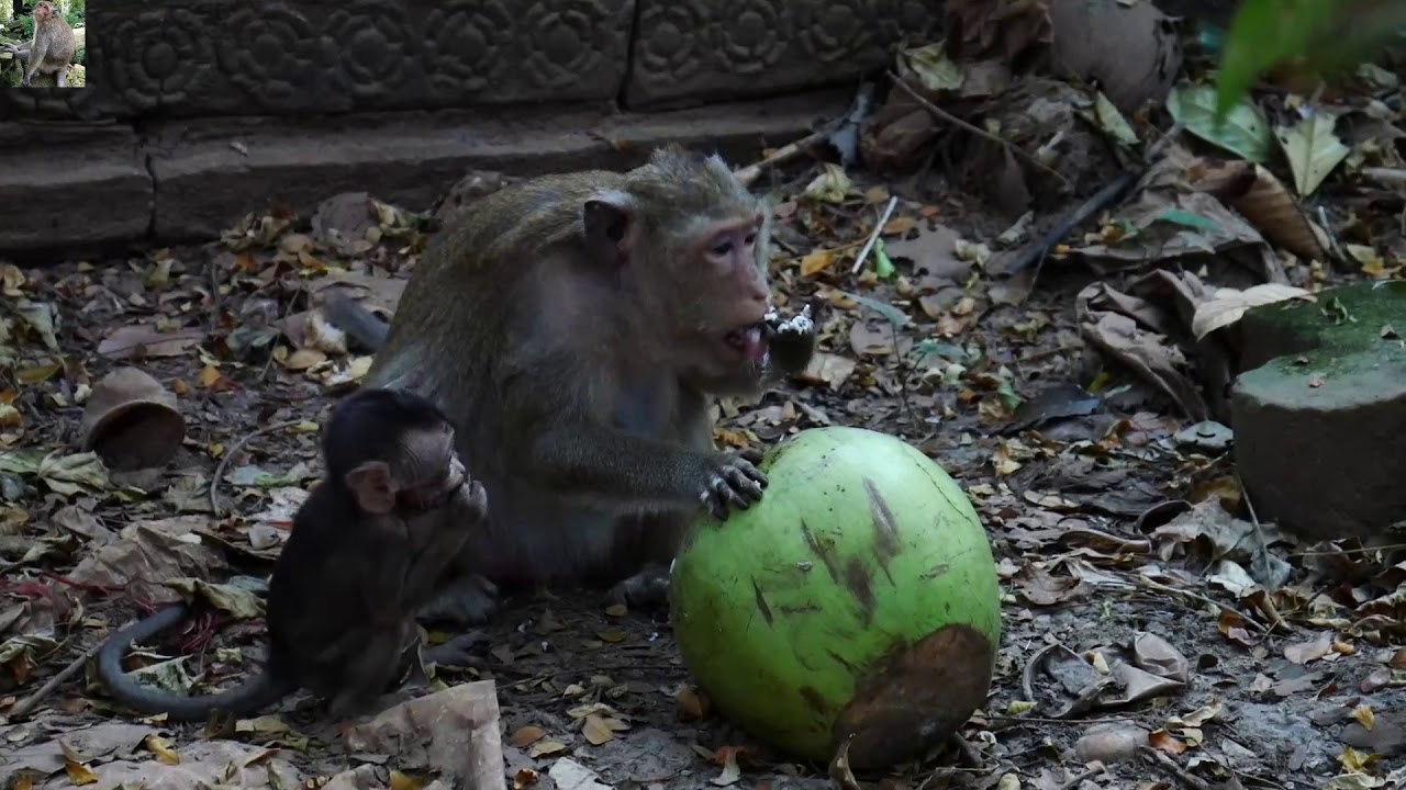 OPP!!! MONKEY TOMA IS THE CRUEL MOTHER NOT EVEN CARING HER SON BABY ...