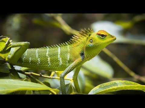 Best Lizard Sound Effects Best Sound Effects of Lizard - YouTube