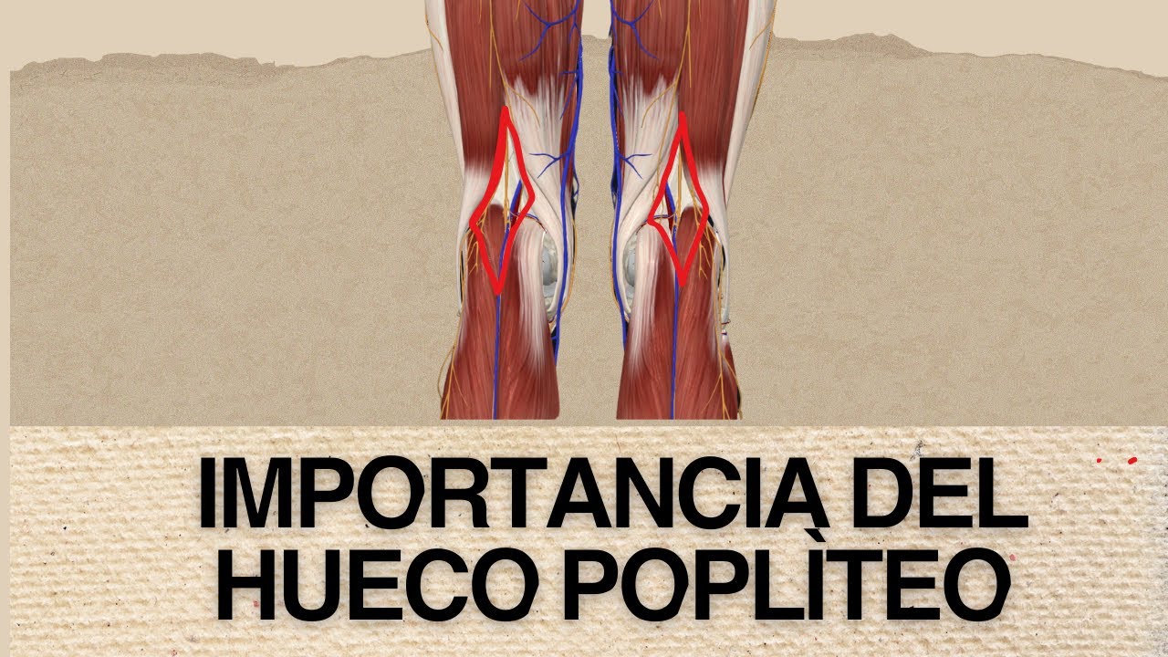 EP-2 HUECO POPLÌTEO, IMPORTANCIA, LÌMITES Y CONTENIDO - YouTube