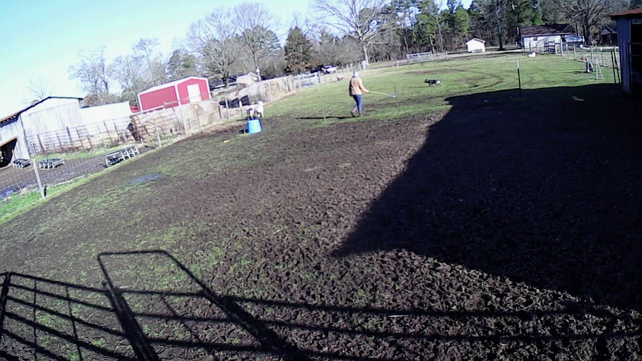 Bud Sheep 2-14-20 - YouTube