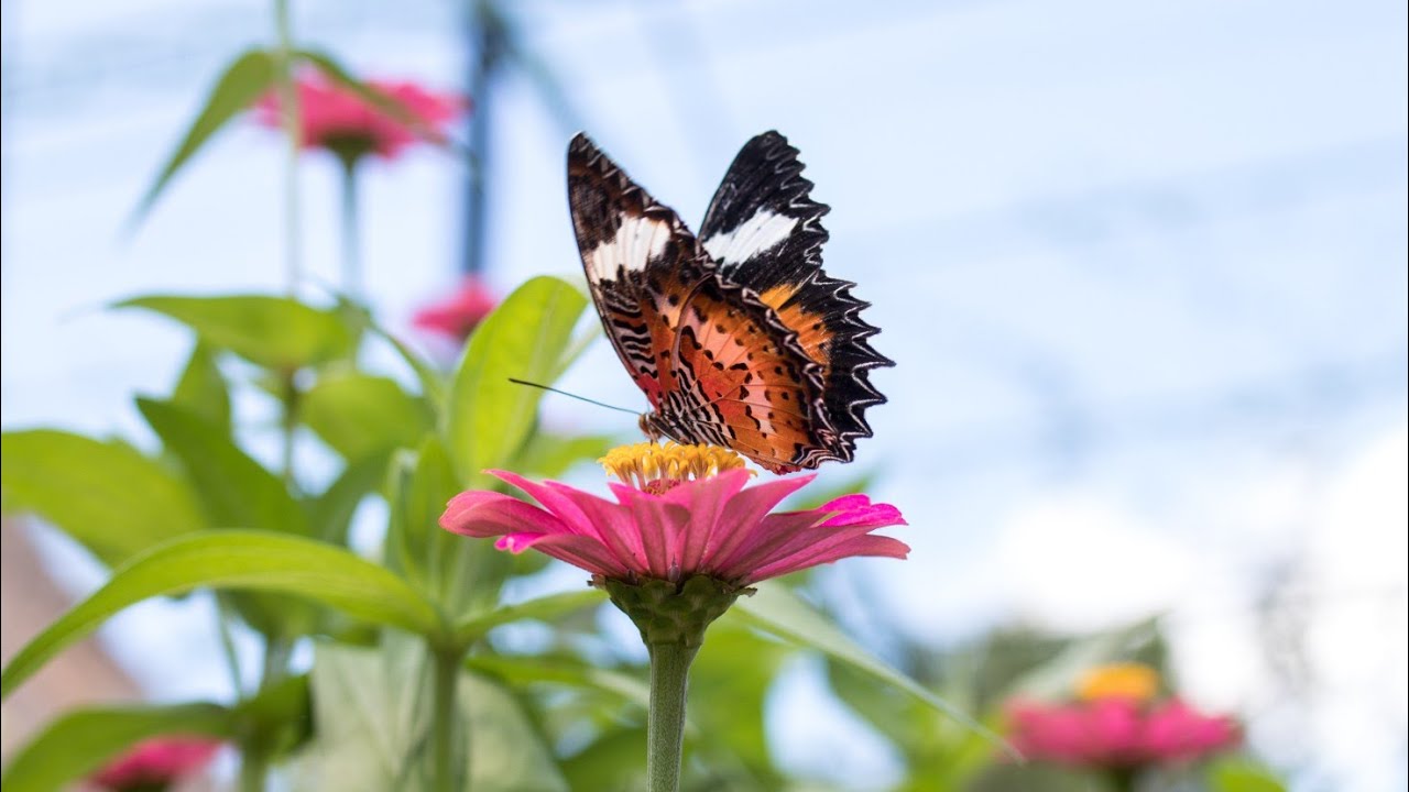 Relaxing Butterfly Video | Peaceful Nature Life - YouTube