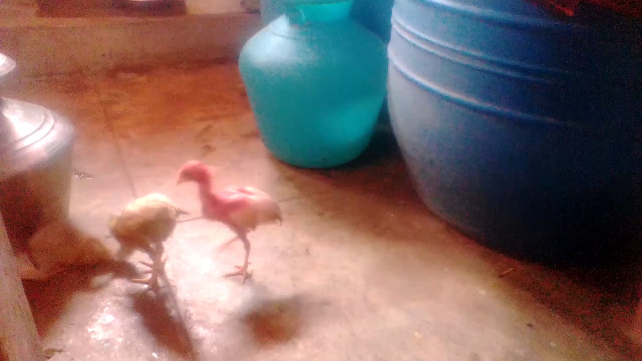 Animal Vichy - YouTube