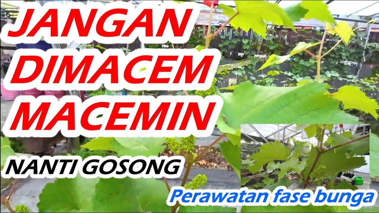 Jangan di macem macemin || Anggur Mu sudah Di Fase Berry & bunga? Ini ...