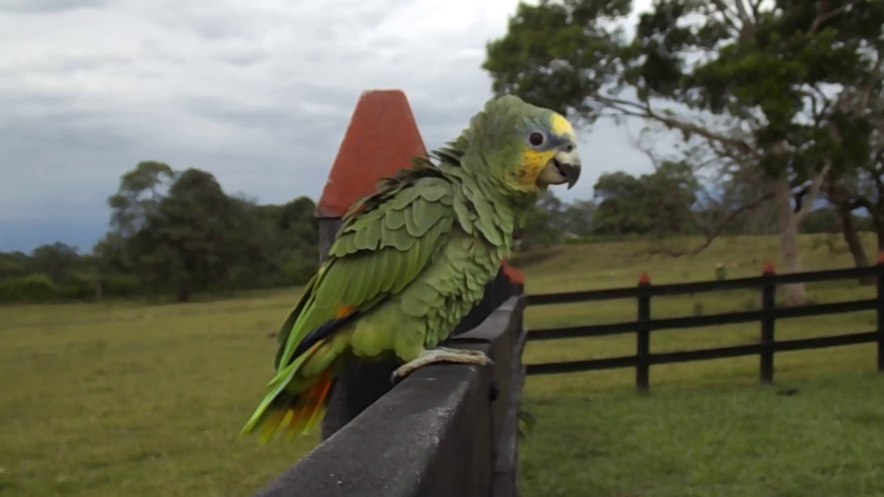 Loro real amazónico Tiuma Park Villavicencio - YouTube