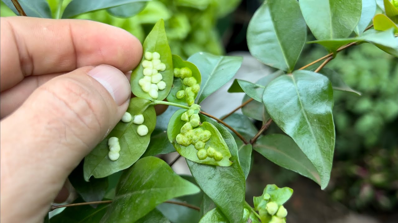 GALHA DE FOLHA - O QUE CAUSA E COMO EVITAR - YouTube