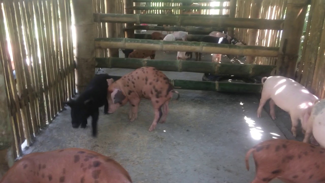 Simpleng Baboyan - YouTube