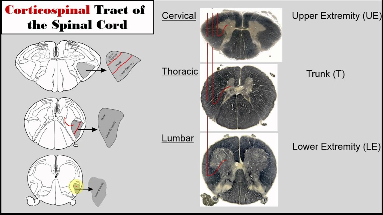 The Major Descending Tracts of the Spinal Cord - YouTube