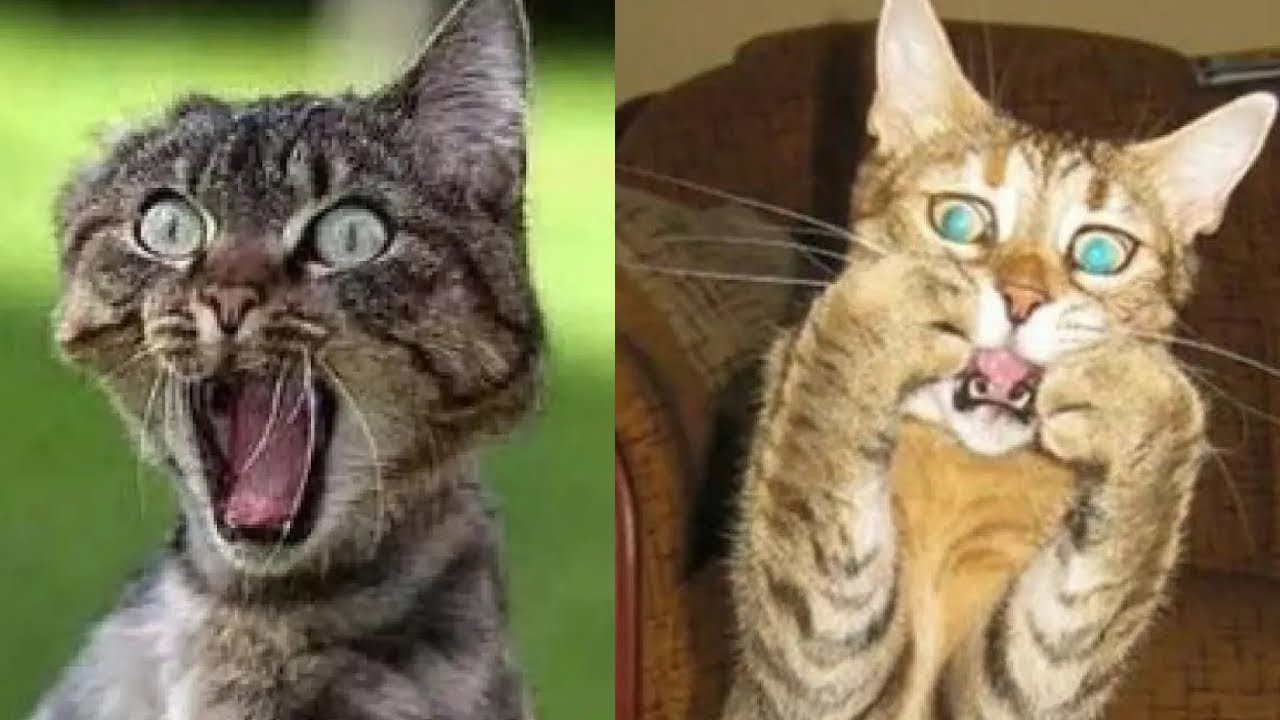 😼 The Cats Funny Videos 😂 These Cats Will Make Your Day! - YouTube