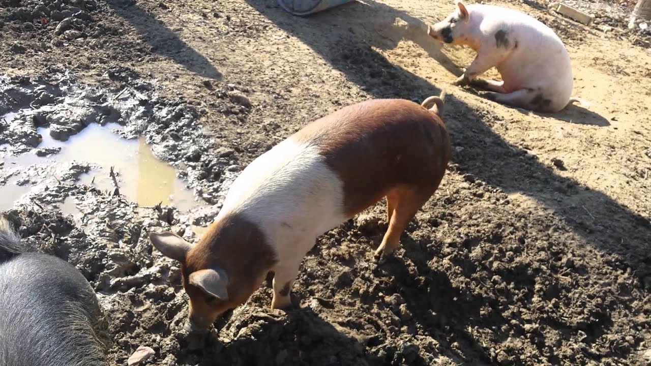 Pallet hog pen - YouTube