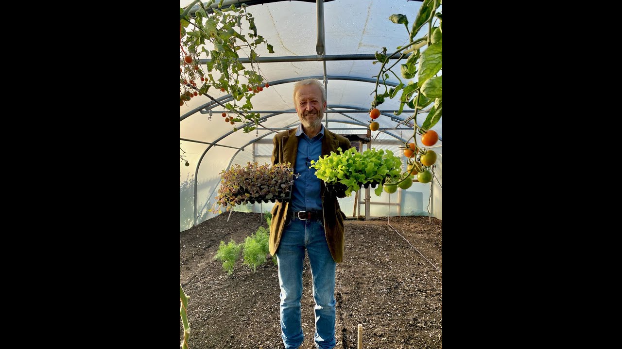 Summer ends, pick and clear tomatoes then replant for winter with no ...