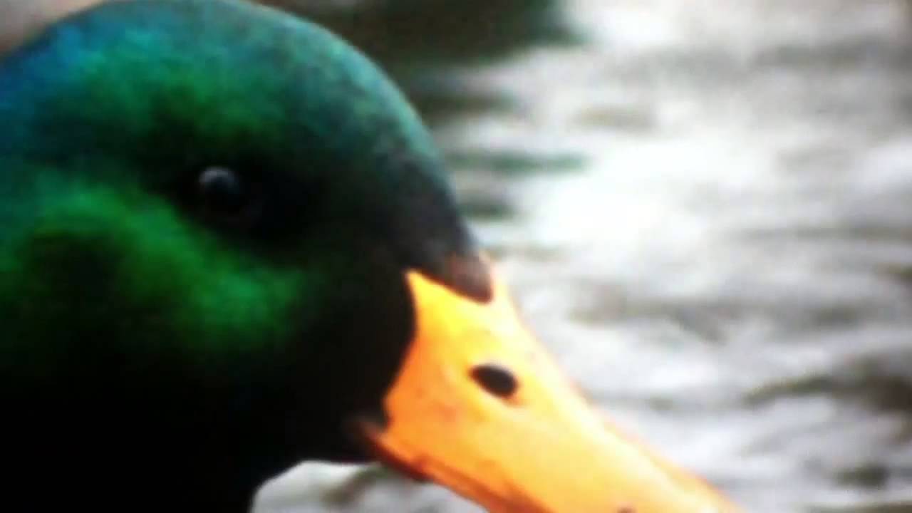 Dramatic duck - YouTube