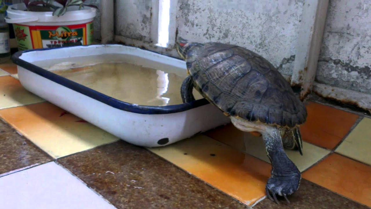 Костенурка Нинджа Youtube