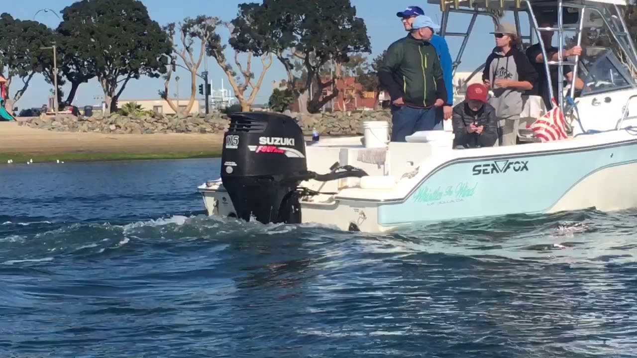 Seal chasing fishing boat in San Diego - YouTube