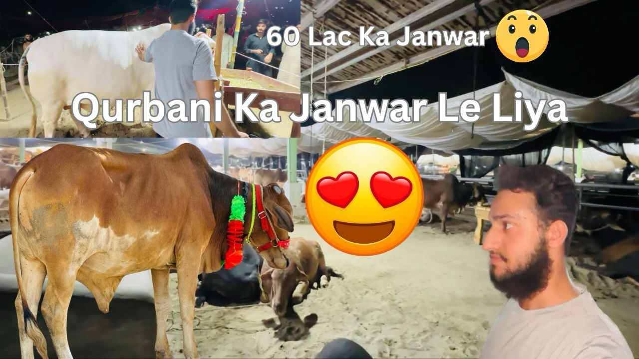Alhamdulillah Qurbani Ka Janwar Le Liya😍|Aik Janwar 60 Lac Ka bhi Tha😱 ...