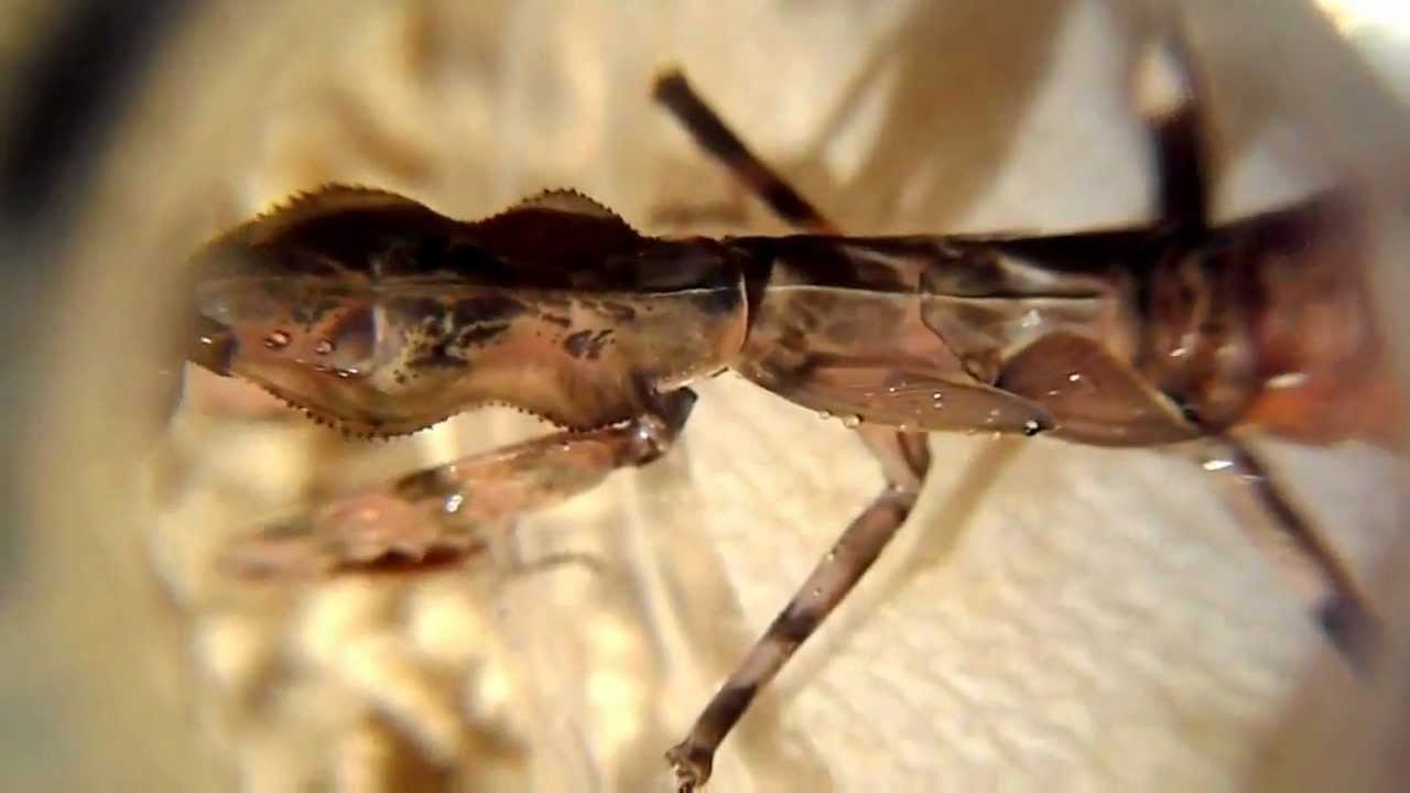 Male Double Shield Mantis L7 nymph - YouTube