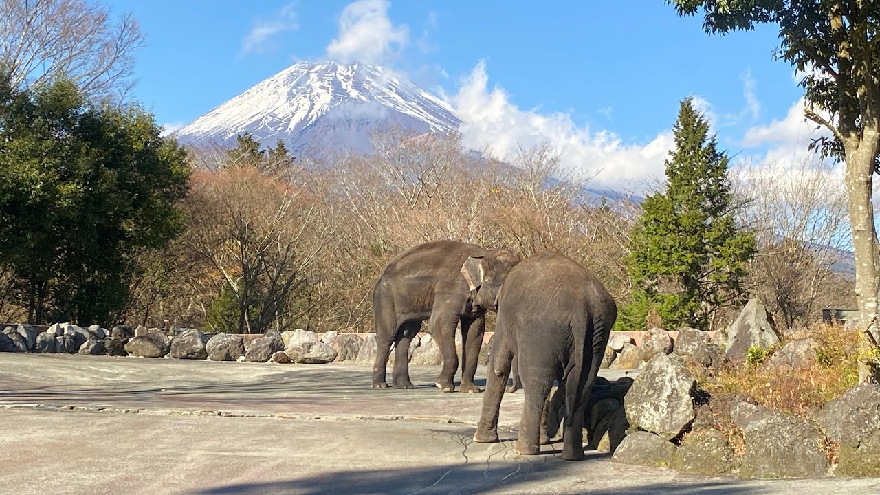 Fuji Safari Park | Great place to visit with kids | Day trip from Tokyo ...