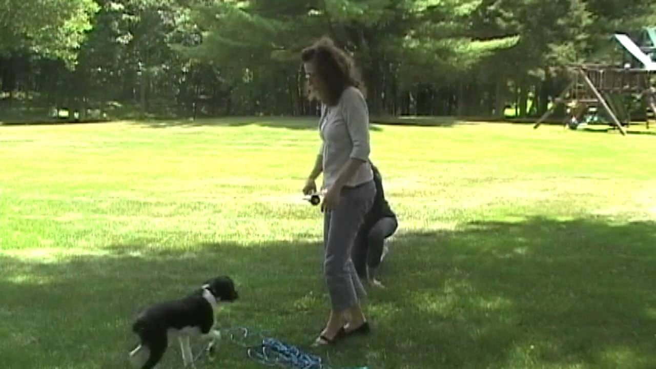 Dog Training: Sarah Hodgson "The Come Happy Series" Part 2 - YouTube