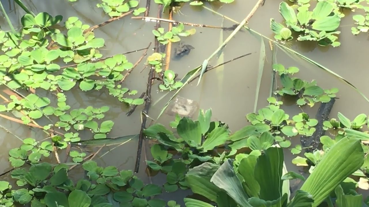 Watch out for monkeys when you are fishing around Vaal River {Catch ...