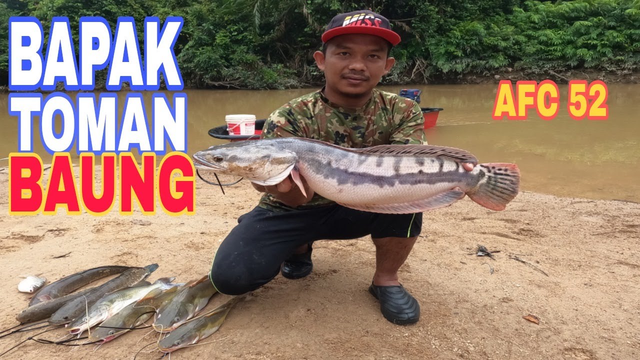 MASIH BANYAK IKAN MONSTER DI SUNGAI INI. AFC 52 - YouTube