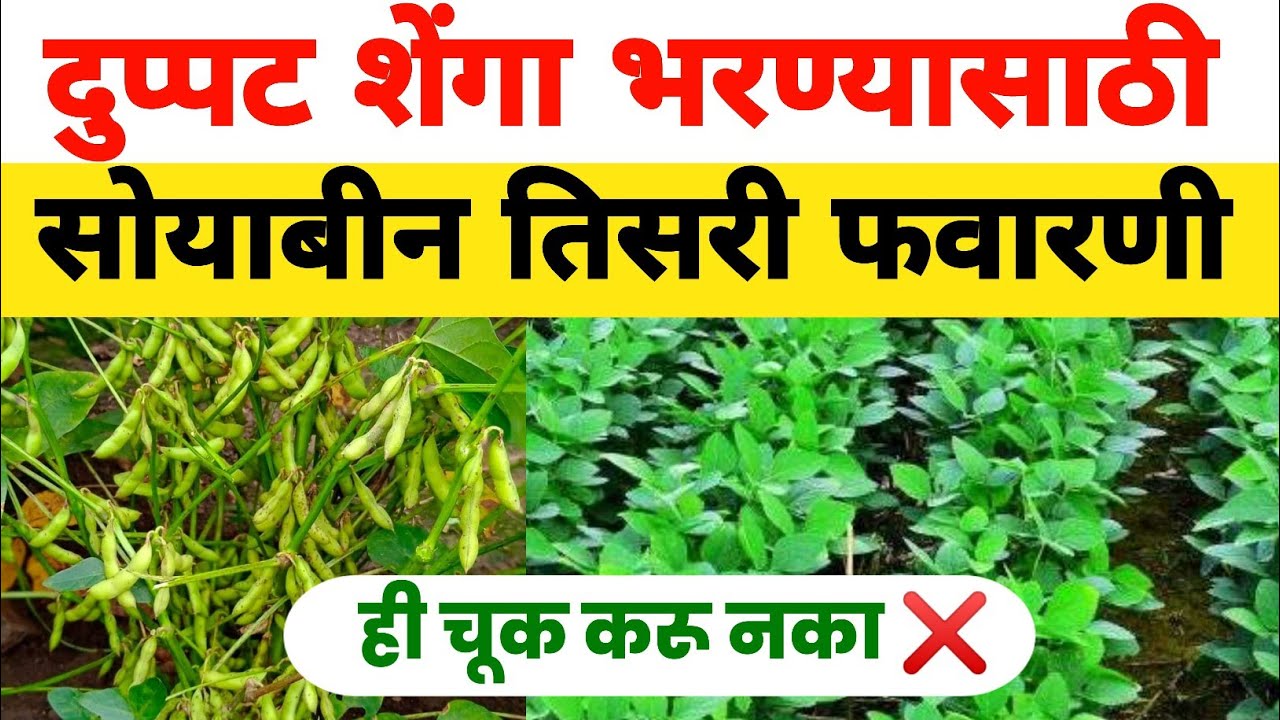 💥 सोयाबीन शेवटची फवारणी | सोयाबीन तिसरी फवारणी | Soyabean tisri favarni ...