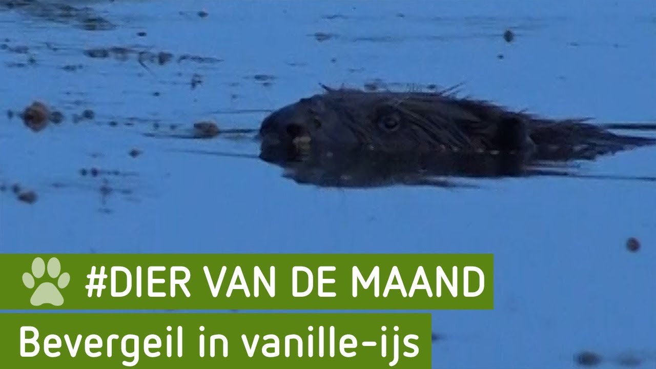 Bever | Bevergeil in vanille-ijs, wist jij dat? - YouTube