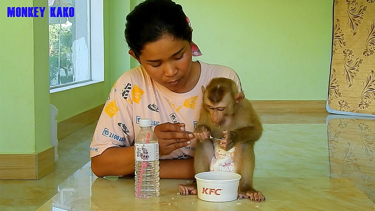 Smart Monkey Kako Eats KFC Steamed Rice And Drink Milk - YouTube