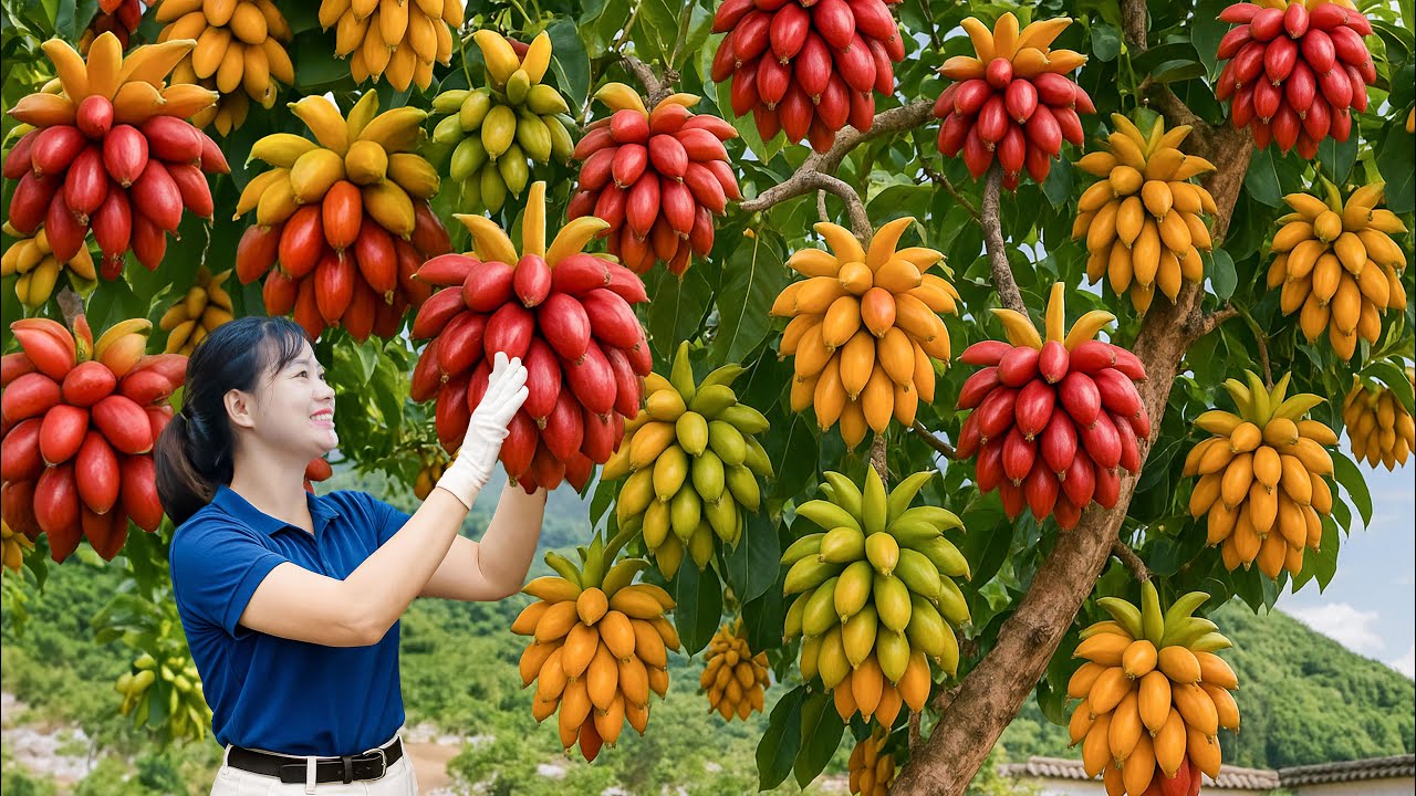 Harvesting Ripe Buddha's Hand Fruit & Homemade Sweet Potato Cocoons ...