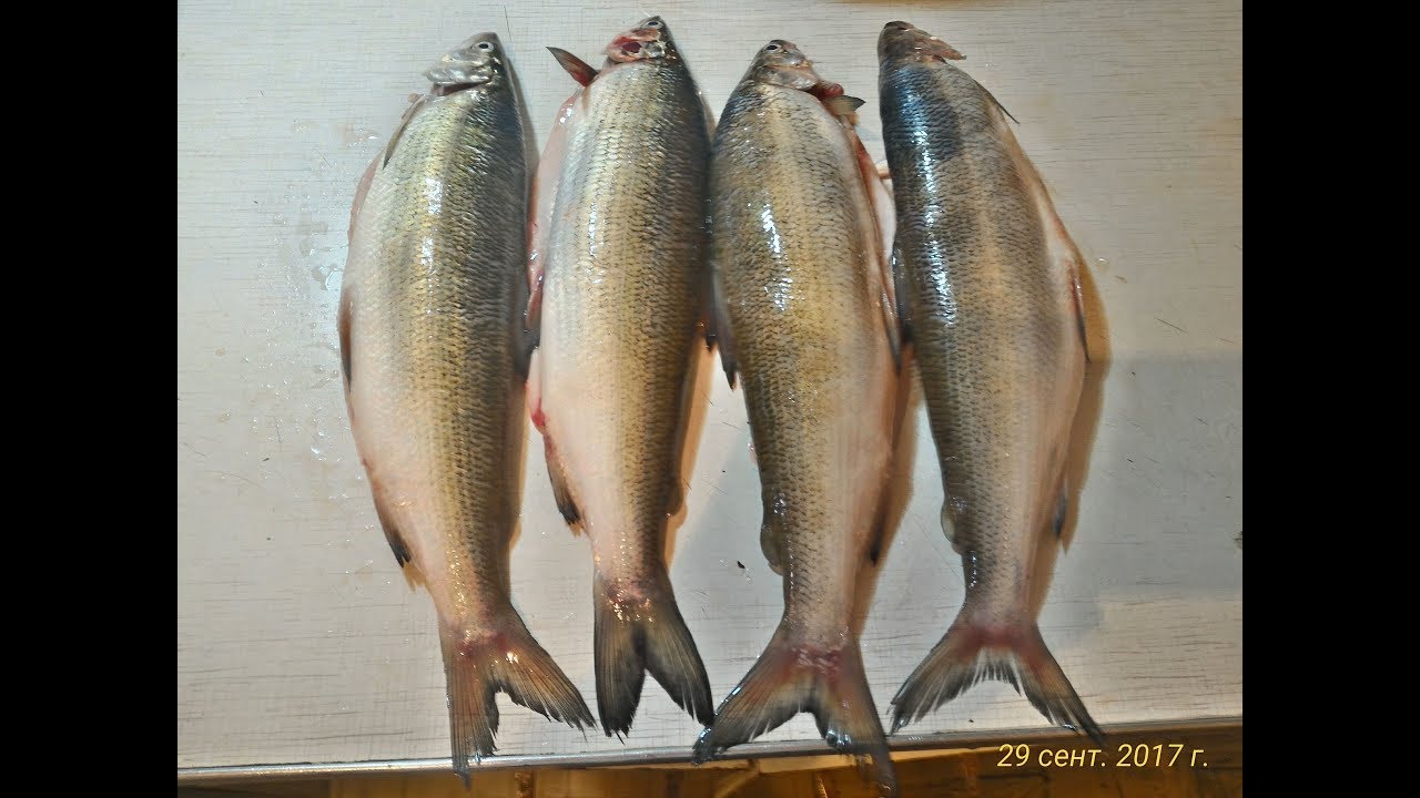 HOT Armenian BBQ of Sevan lake Sig fish on the grill with tomatoes and ...